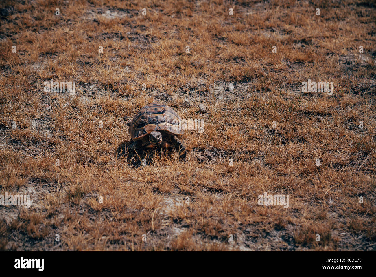 Mediterranean turtle on dry grass in summer at Turkey Stock Photo - Alamy