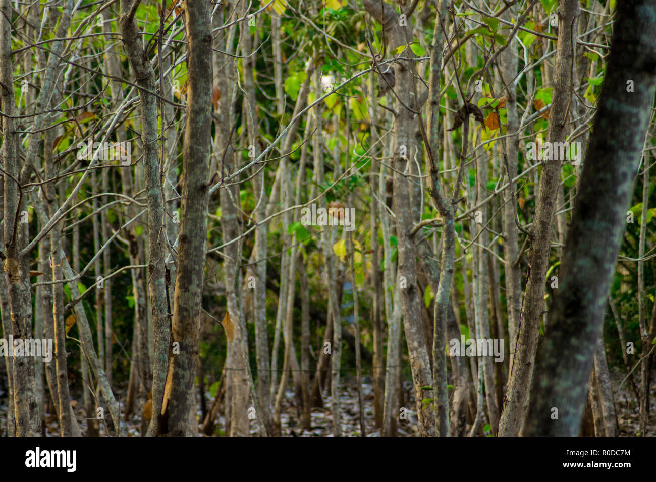 garden tree branch jungle plant photo Stock Photo - Alamy