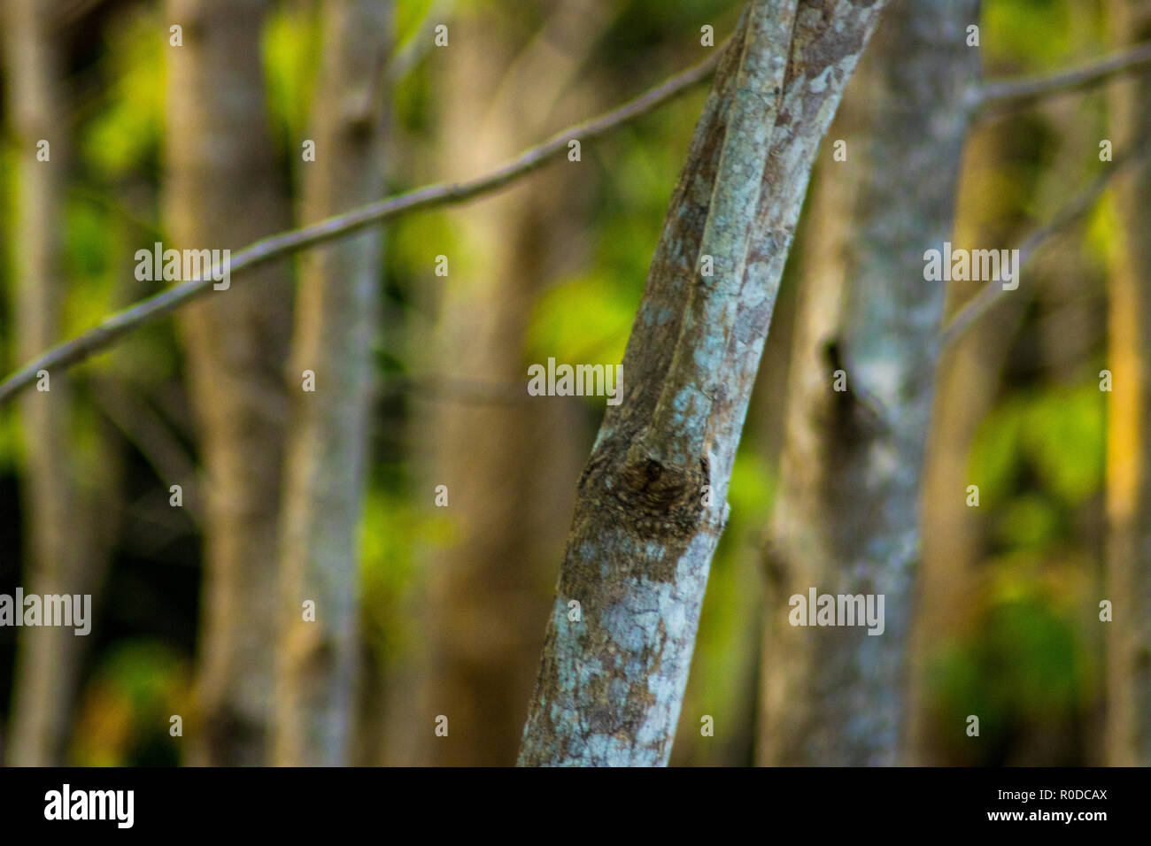 garden tree branch jungle plant photo Stock Photo - Alamy