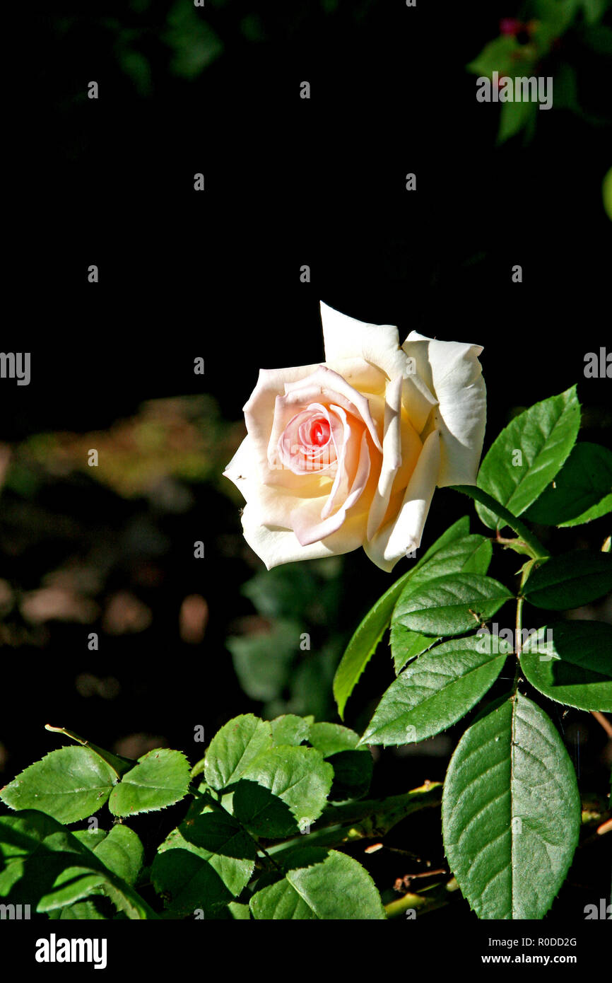 Sun kissed pink hi-res stock photography and images - Alamy