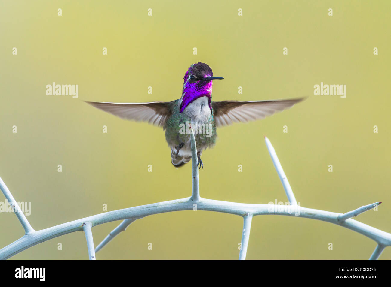 Male Costa's Hummingbird (Calypte costae) landing on graythorn ...