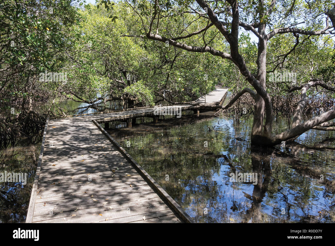 Mangrove swamp with walkway Stock Photo - Alamy