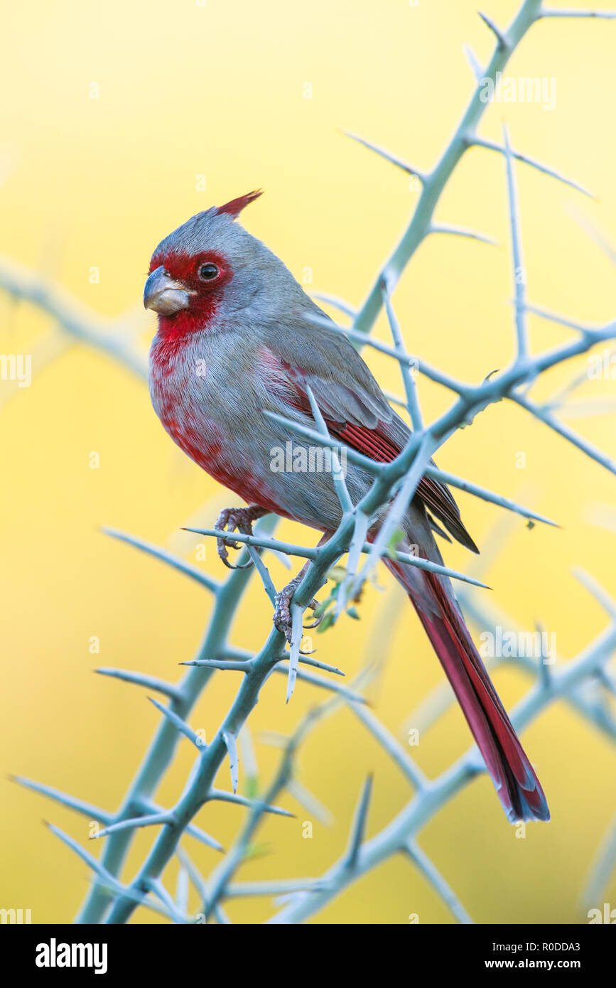 Pyrrhuloxia {Cardinalis sinuatus) male, perched on a branch, looking at ...