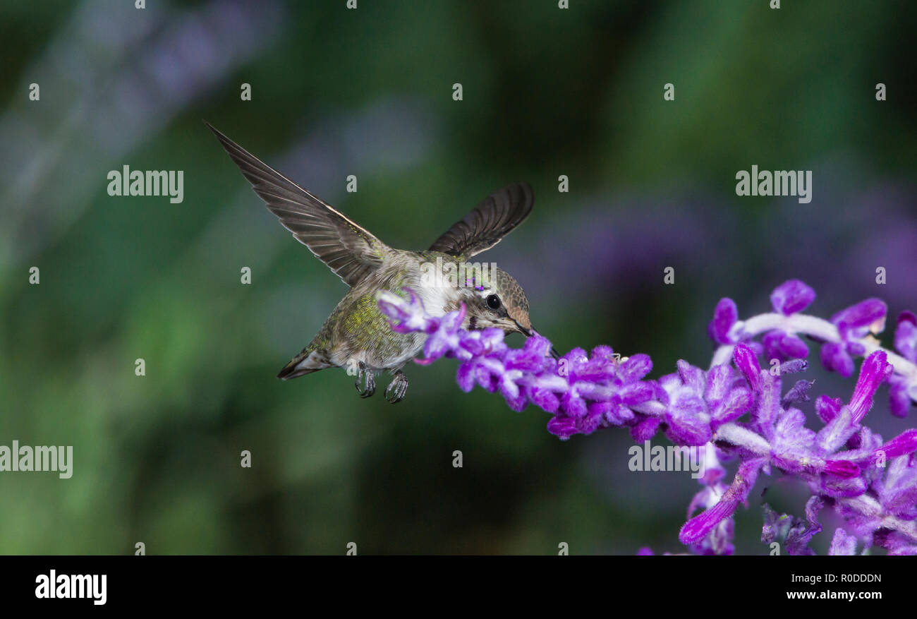 Immature male Costa's Hummingbird (Calypte costae) feeding on Mexican ...