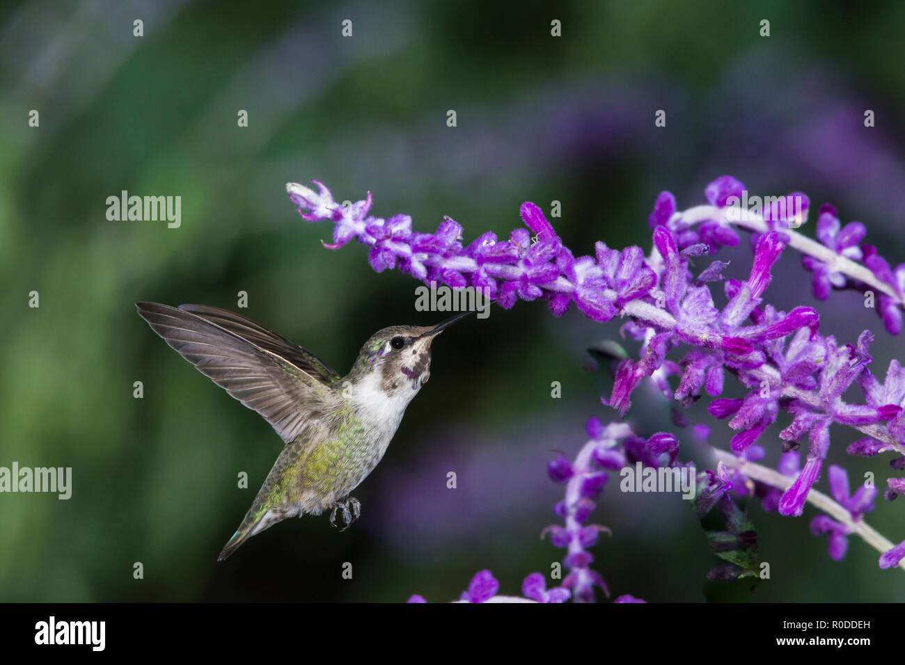 Immature male Costa's Hummingbird (Calypte costae) feeding on Mexican ...