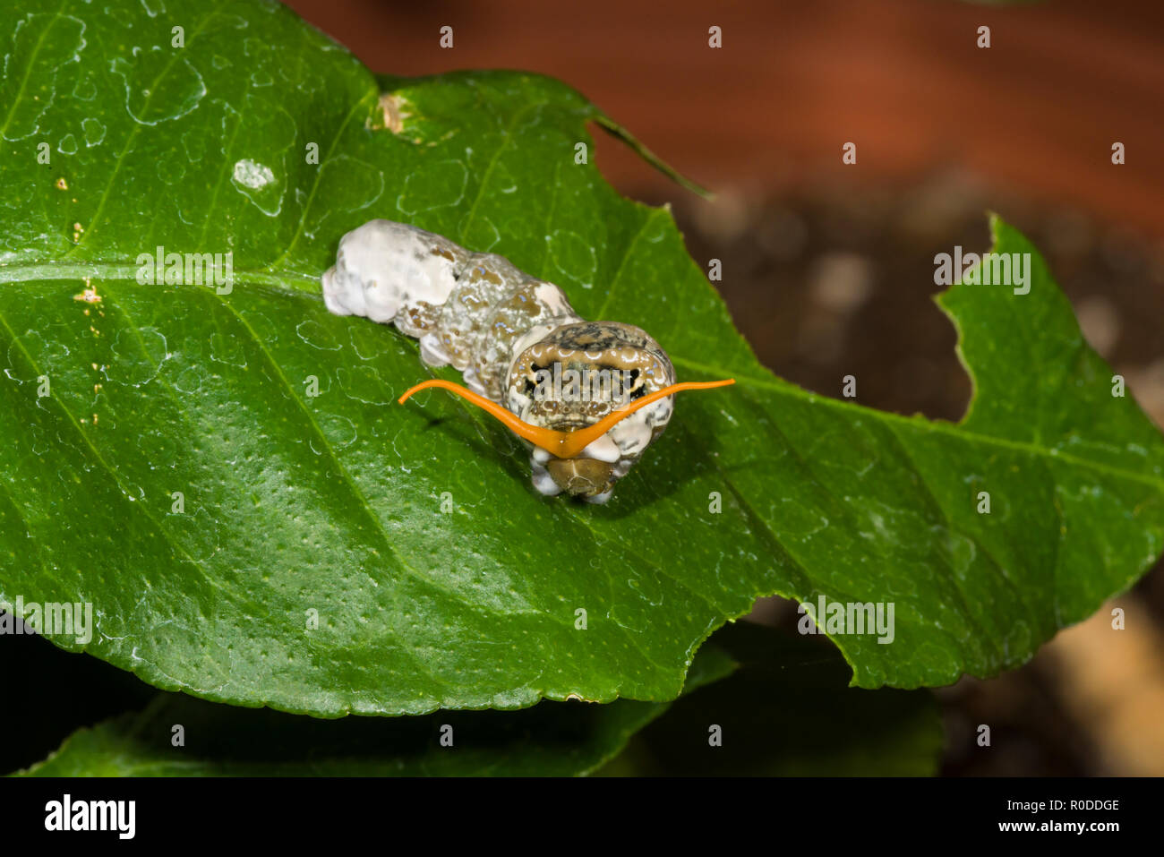 Giant Swallowtail Caterpillar (Papilio cresphontes), aka the "bird poop ...