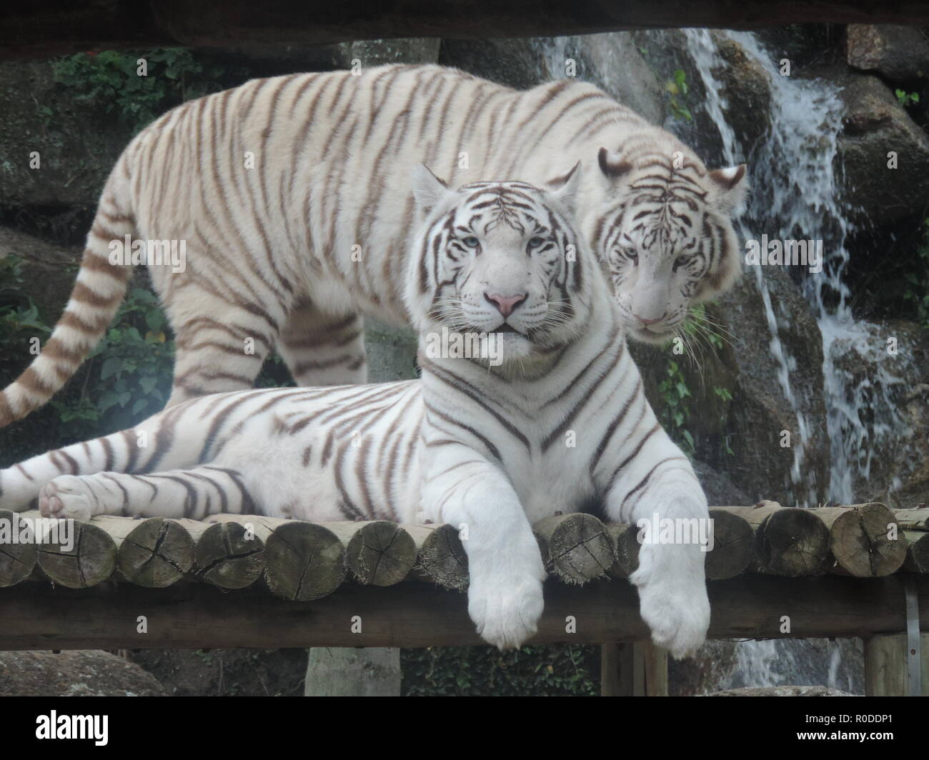 Couple zoo carnivore hi-res stock photography and images - Alamy