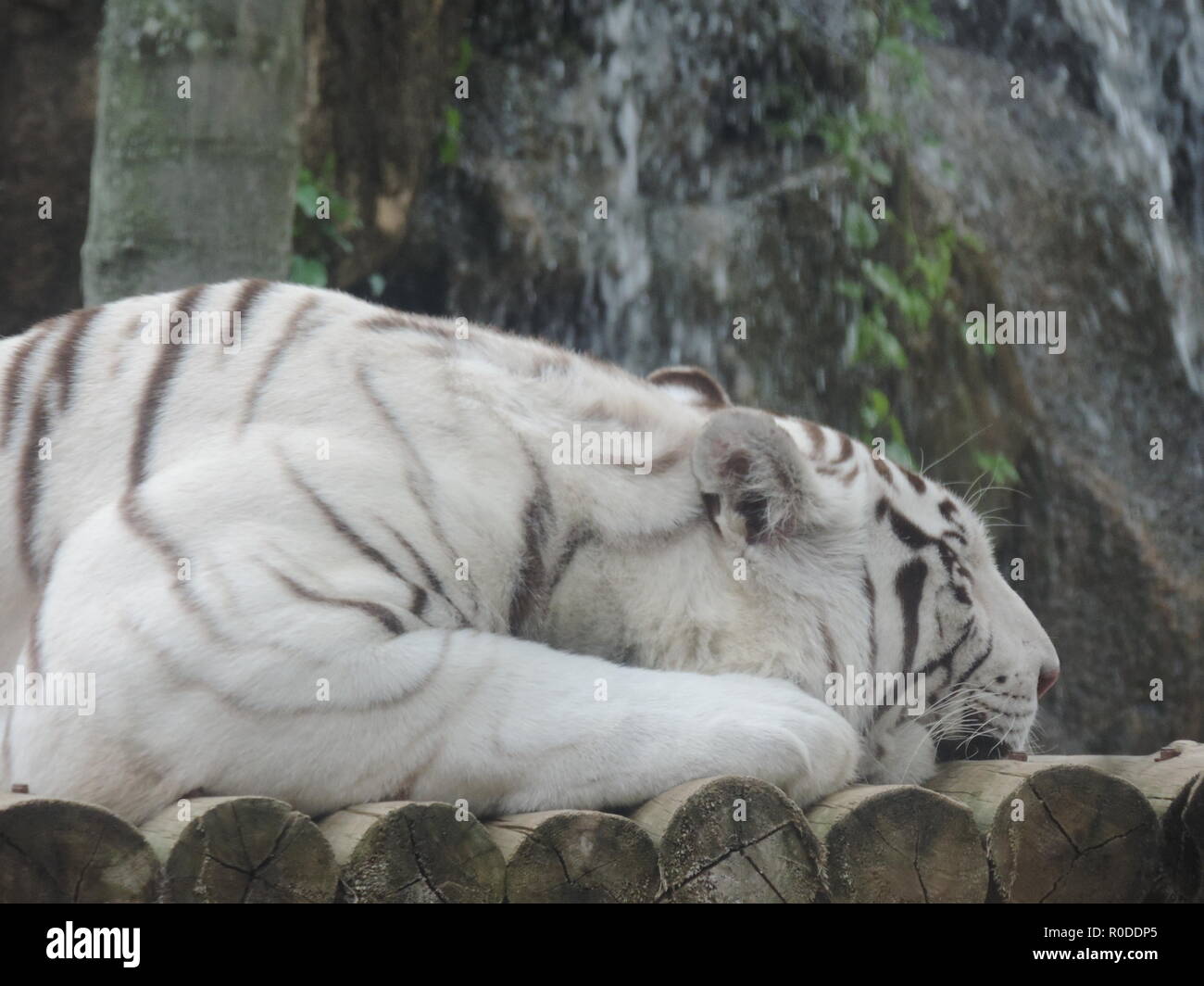 white tiger sleeping Stock Photo - Alamy