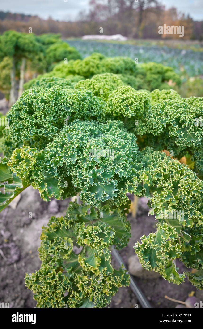 Kale field hi-res stock photography and images - Alamy