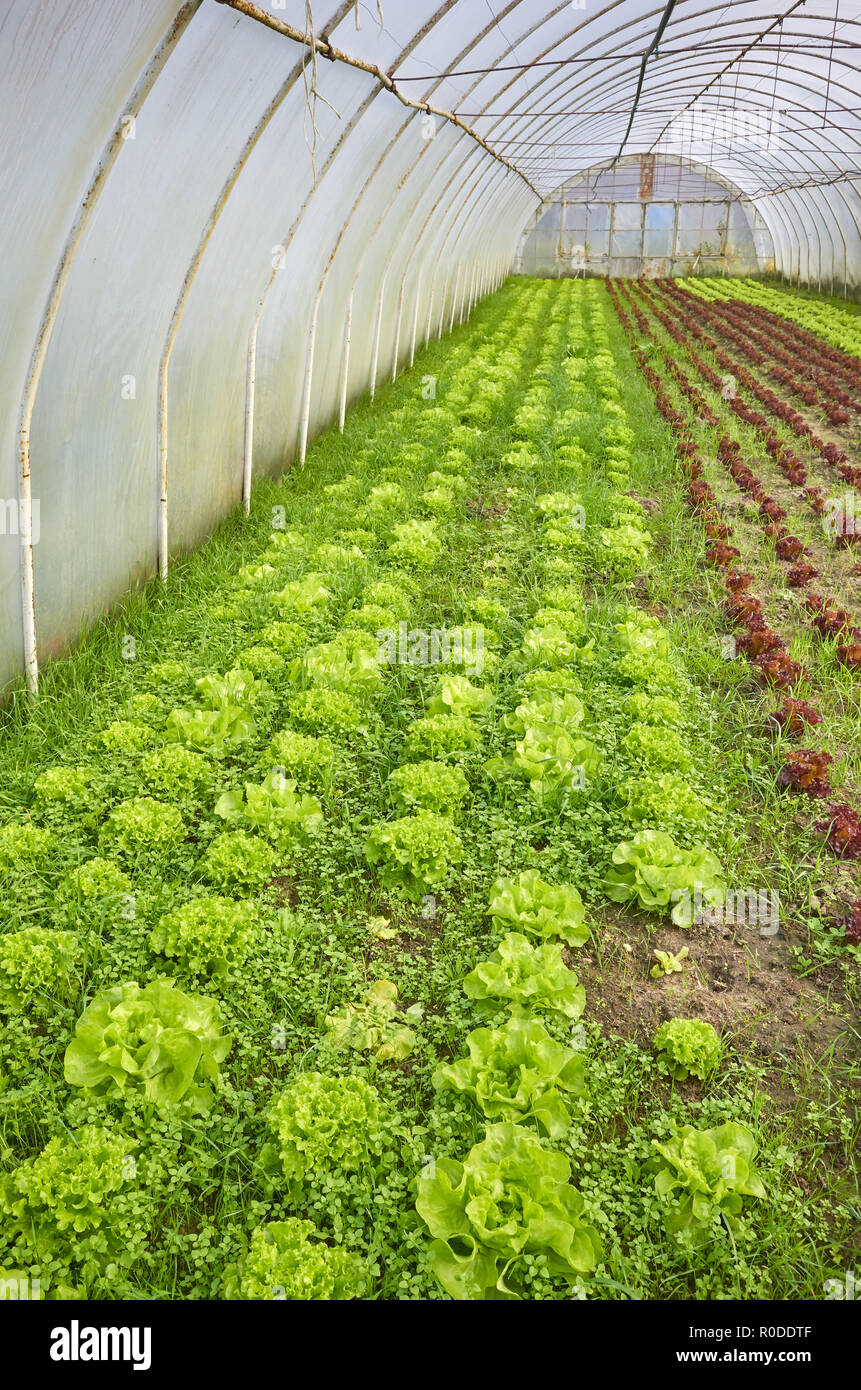 Greenhouse interior hi-res stock photography and images - Alamy