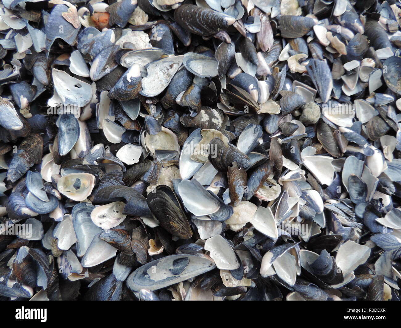 Conchas de mar conchas de mar hi-res stock photography and images - Alamy