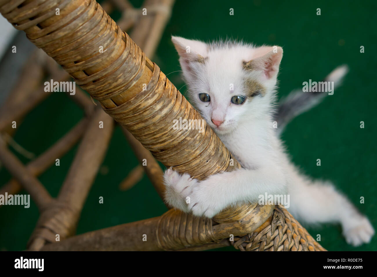 Young white baby cat stands on the hind legs and holds for the leg of a ...