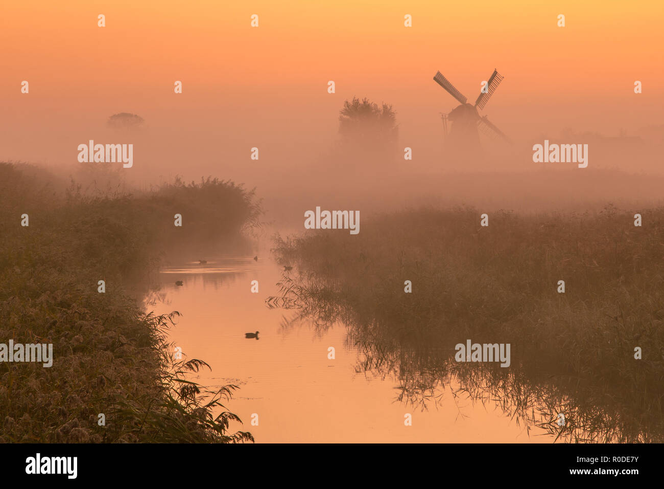 Polder landscape with Characteristic historic windmill on a foggy ...