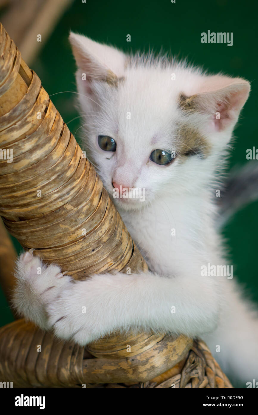 Young white baby cat stands on the hind legs and holds for the leg of a ...