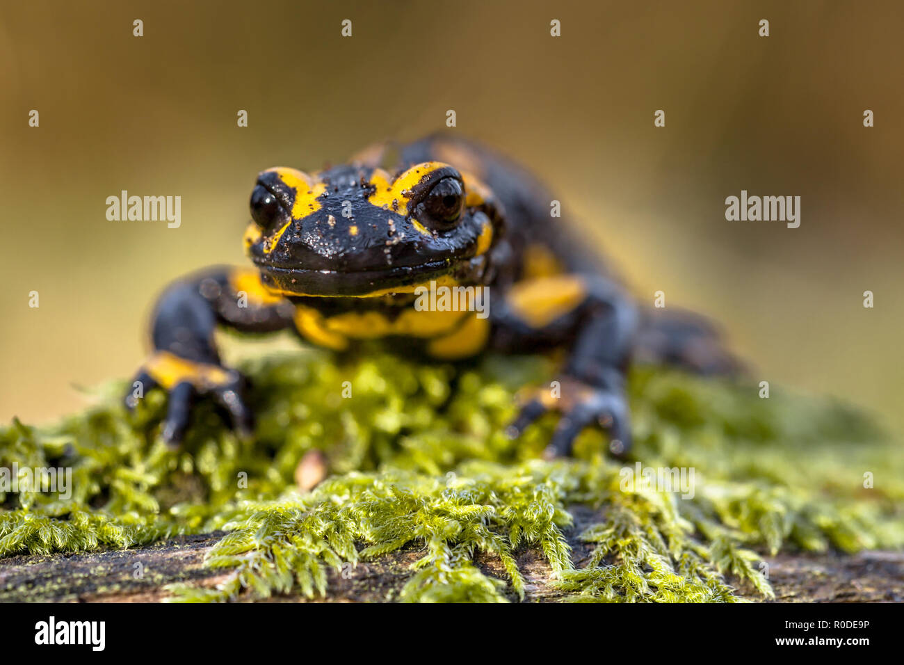 The threatened Fire salamander (Salamandre salamandre) lives in central ...