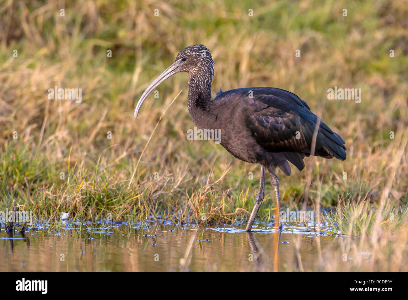 Foraging Glossy Ibis in grassy wetland nature reserve. This is the most ...