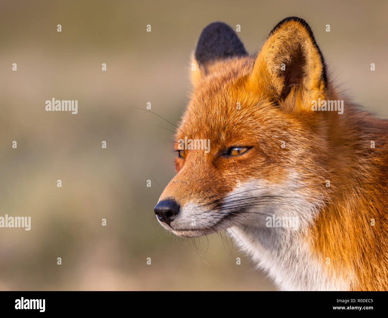 A full resolution portrait of a red fox (Vulpes vulpes) looking towards ...