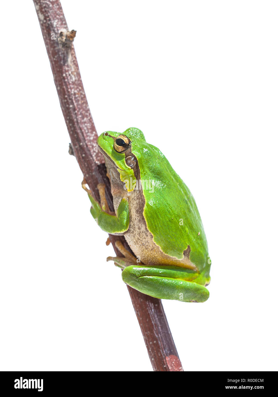 Green European Tree Frog (Hyla arborea) climbing in a stick, isolated ...