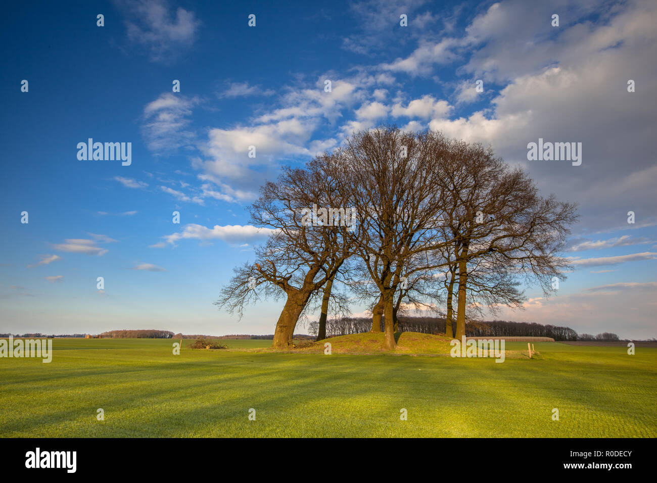 Large oak trees around a burial grave mound hill on the vibrant spring ...