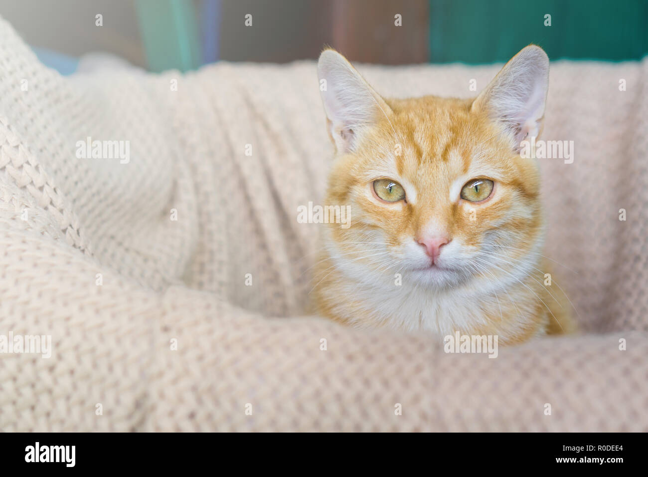 Portrait of yellow cat sitting on white blanket in basket Stock Photo ...