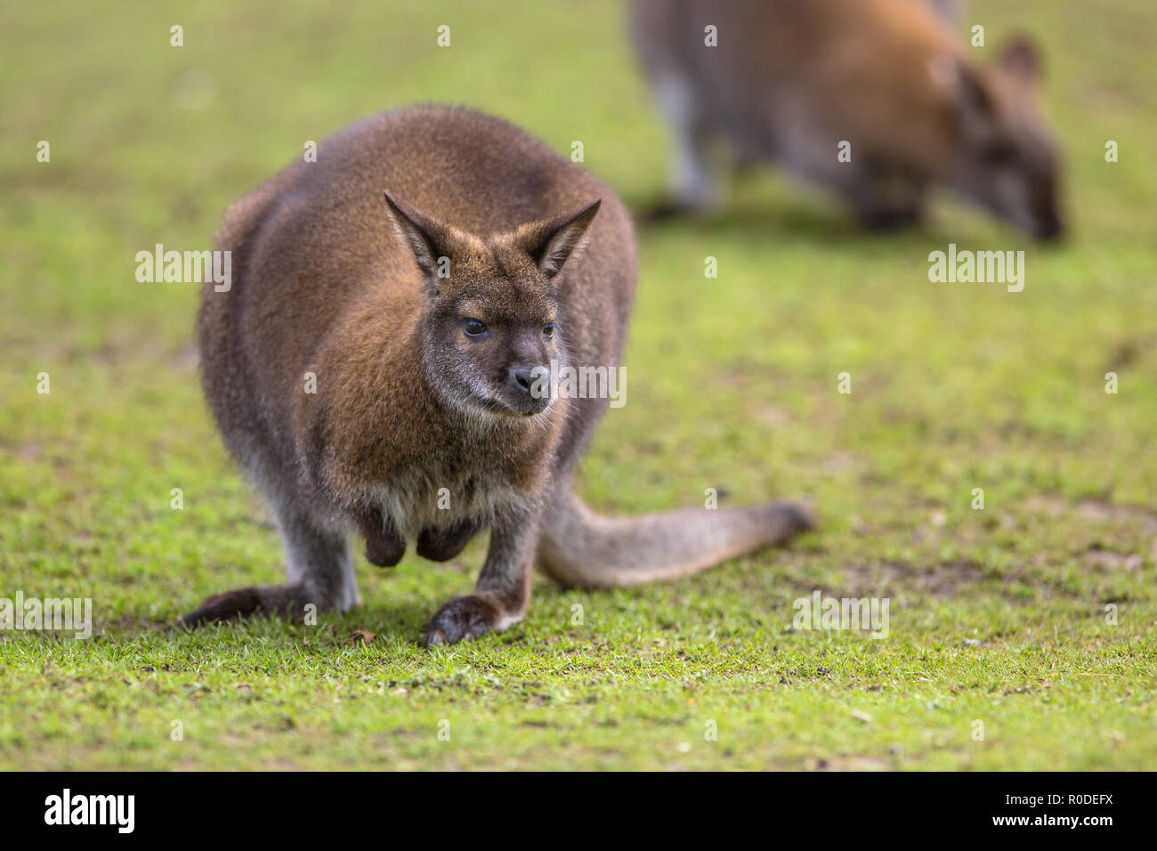 Gather together hi-res stock photography and images - Alamy