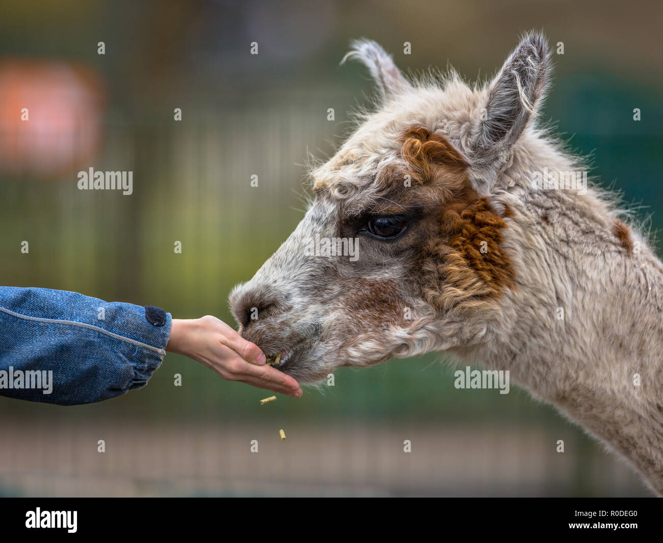 Children and alpacas hi-res stock photography and images - Alamy