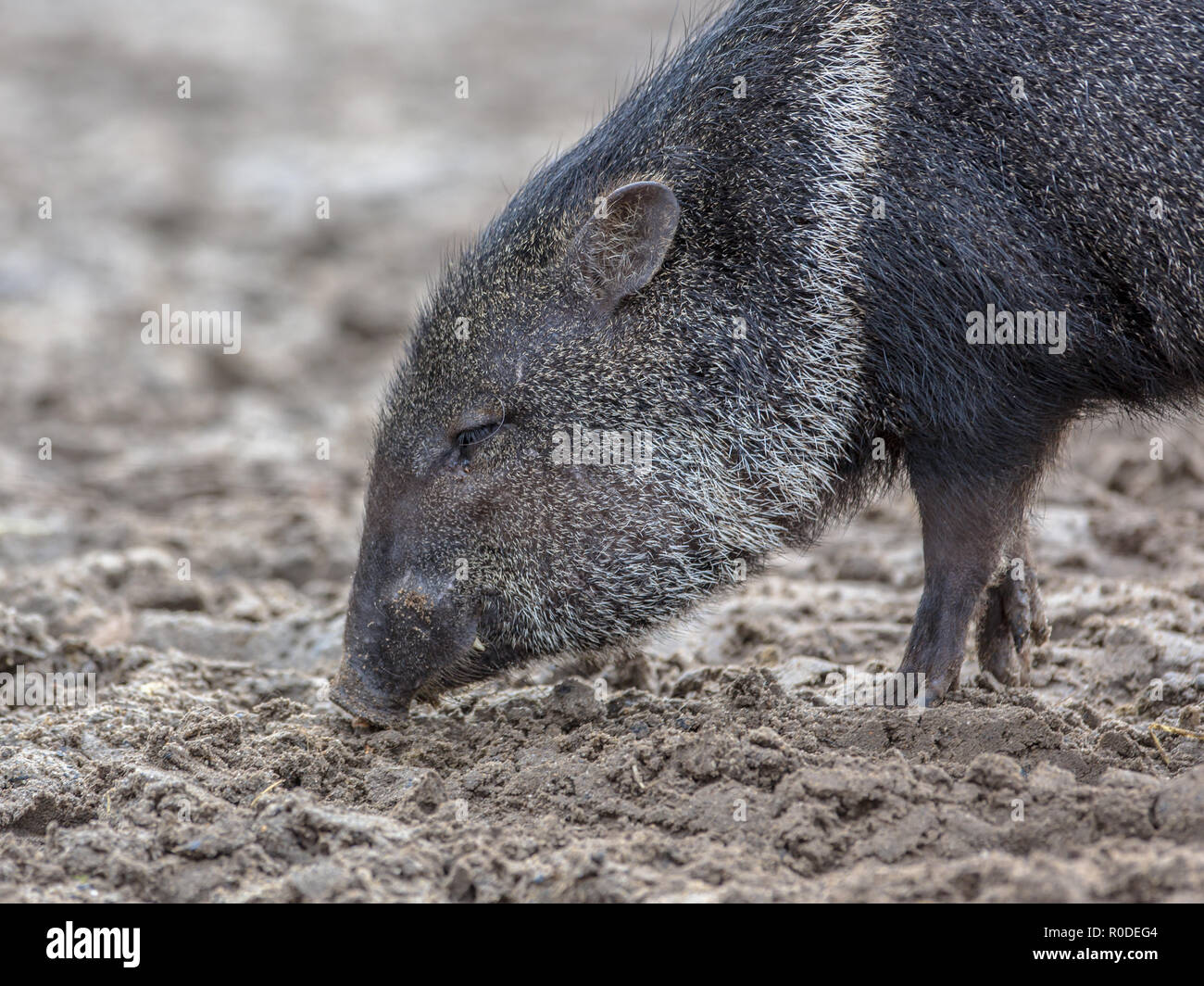 Collared peccary (Tayassu tajacu or Pecari tajacu) looking for food in ...