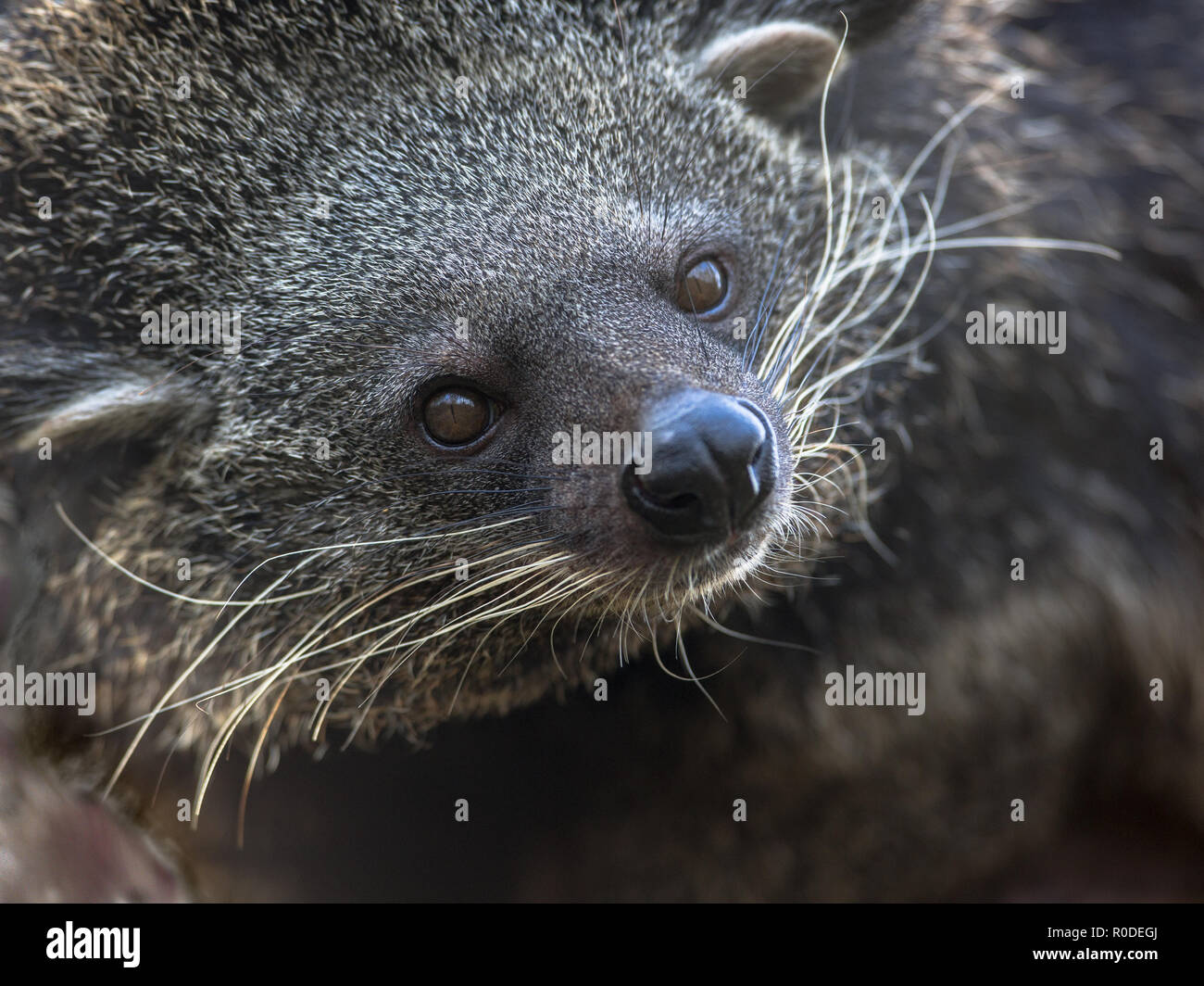 Palawan bearcat hi-res stock photography and images - Alamy