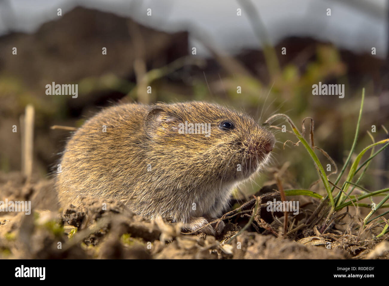 Common Vole (Microtus arvalis) in an open rural field it's Natural ...