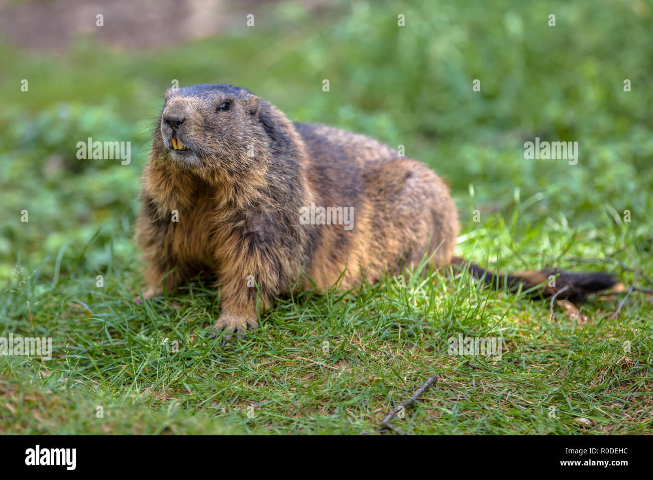 Marmotte alpine hi-res stock photography and images - Alamy