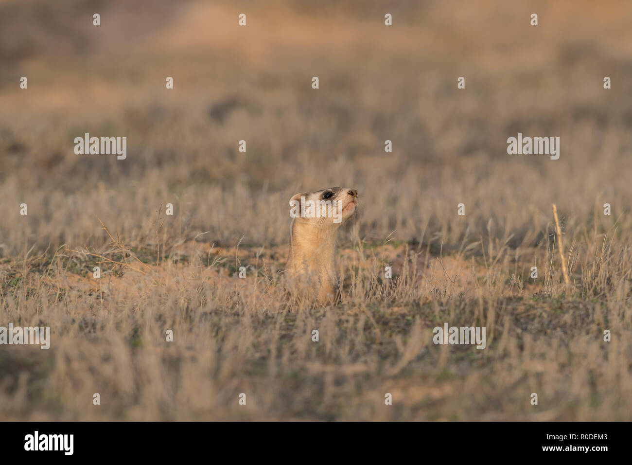 Wild black-footed ferret at a reintroduction site in northeastern Utah ...