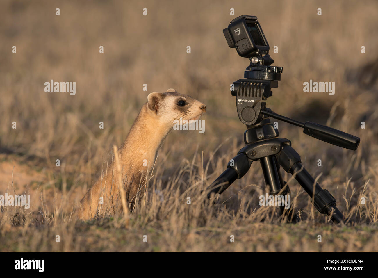 Wild black-footed ferret at a reintroduction site in northeastern Utah ...
