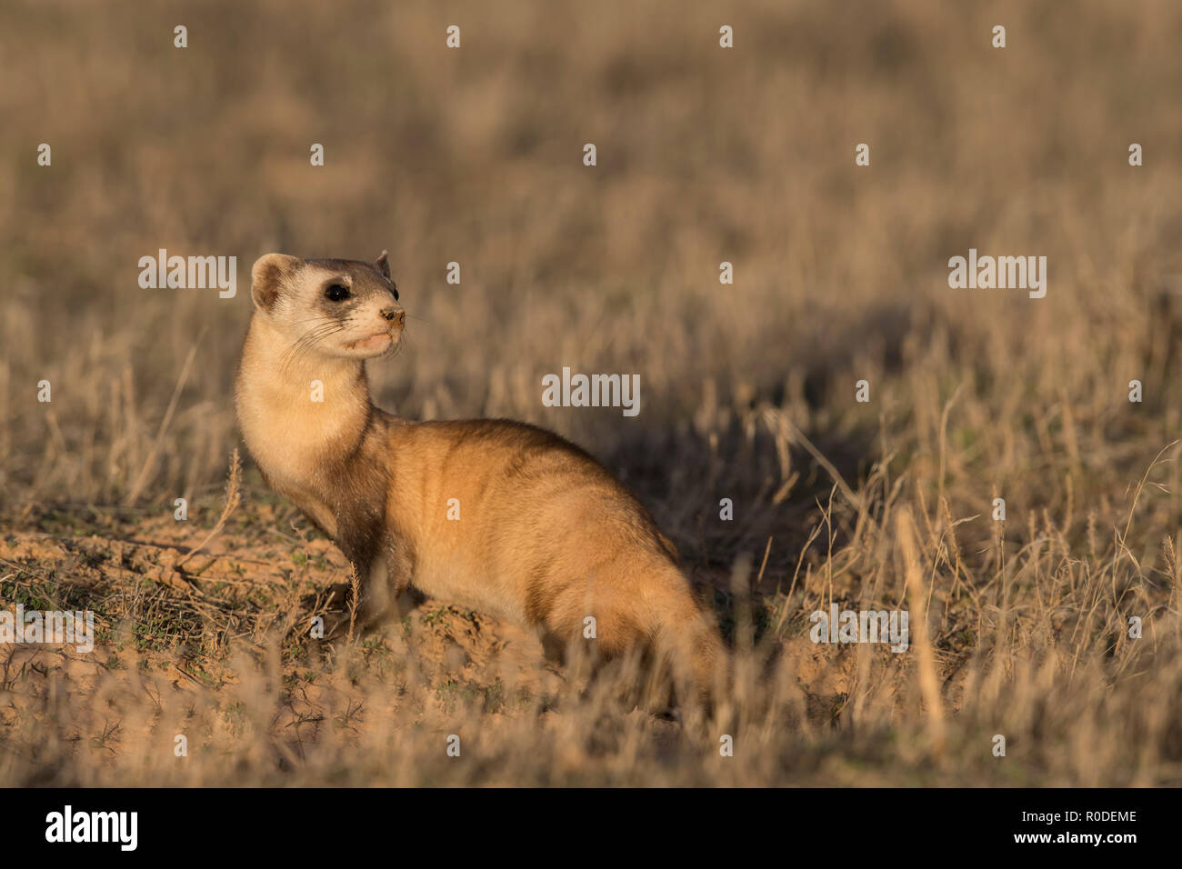 Wild black-footed ferret at a reintroduction site in northeastern Utah ...