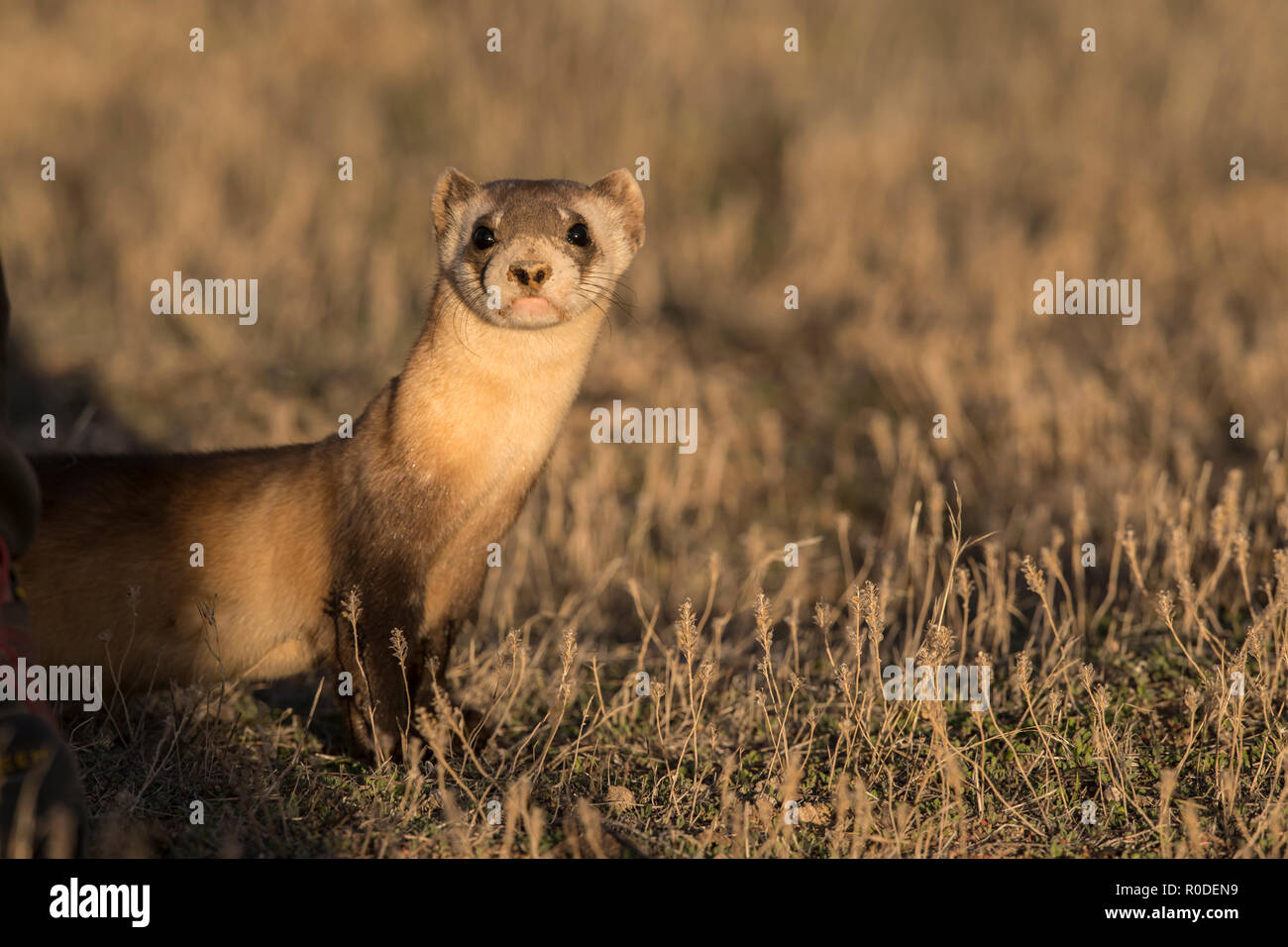 Wild black-footed ferret at a reintroduction site in northeastern Utah ...