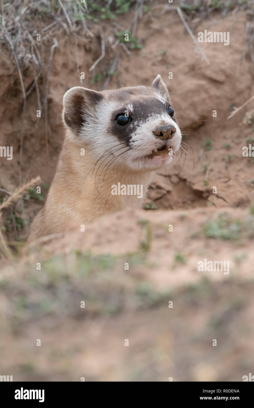 Wild black-footed ferret at a reintroduction site in northeastern Utah ...
