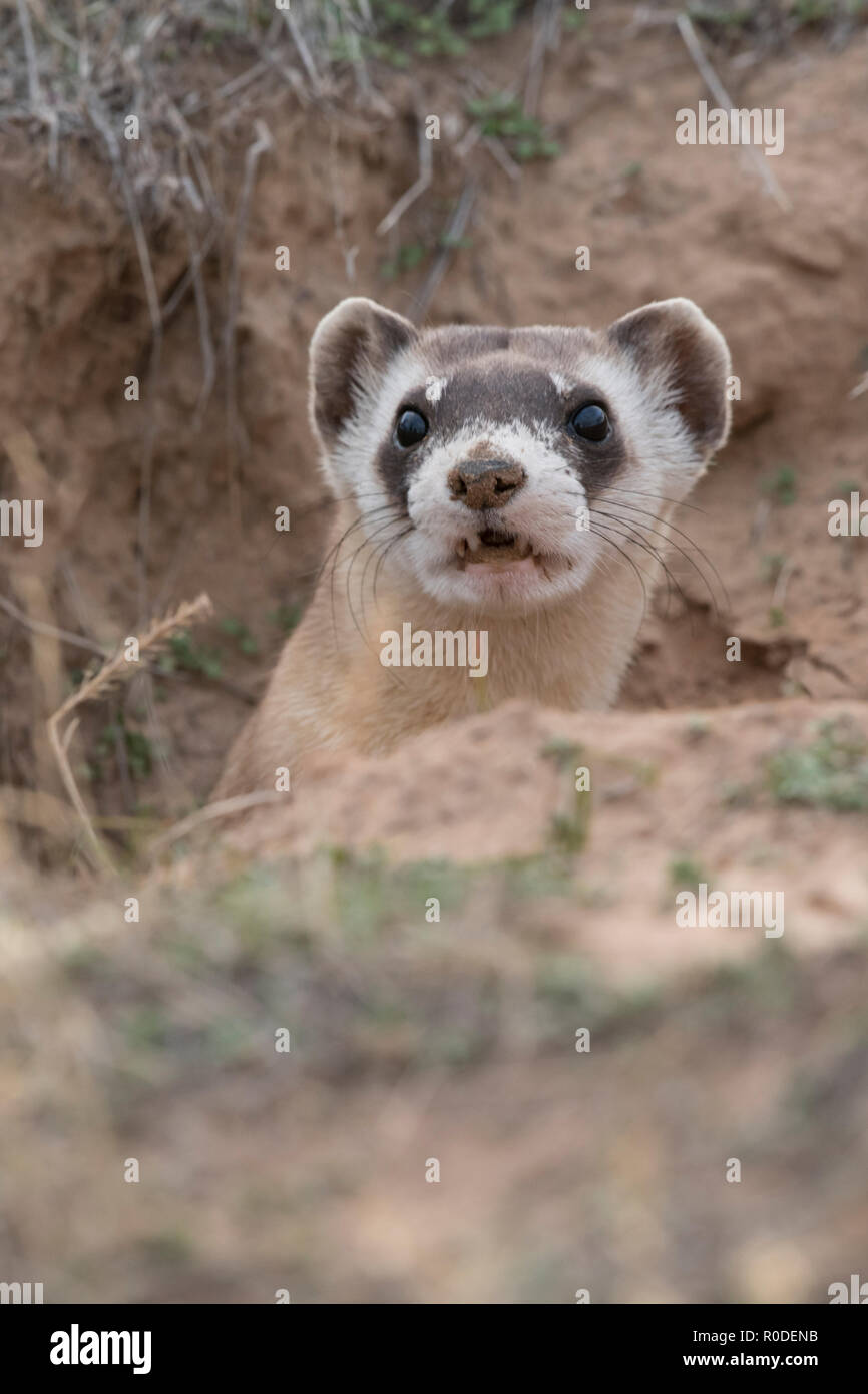 Wild black-footed ferret at a reintroduction site in northeastern Utah ...