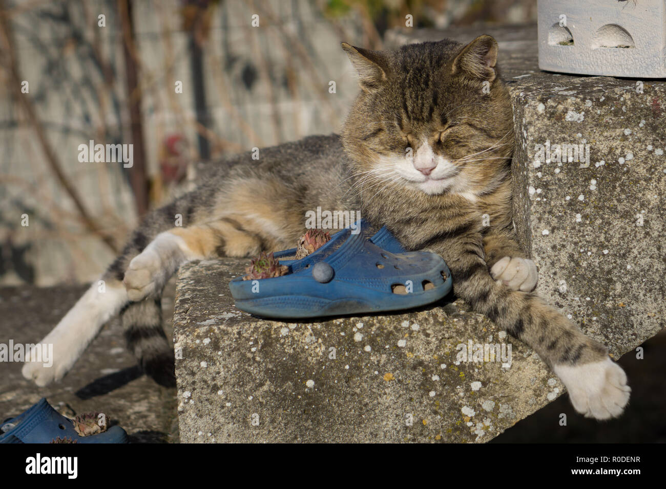Big tiger brown cat lay on stairs behind slippers with plants. The cat ...