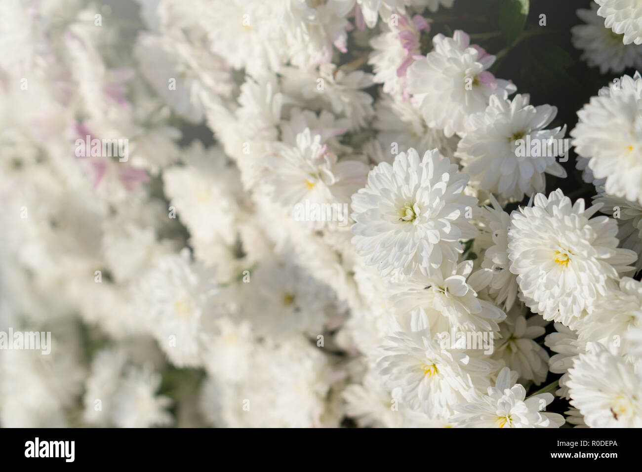 A lot of white flowers with yellow pistil. flowers blossomed in the sun ...
