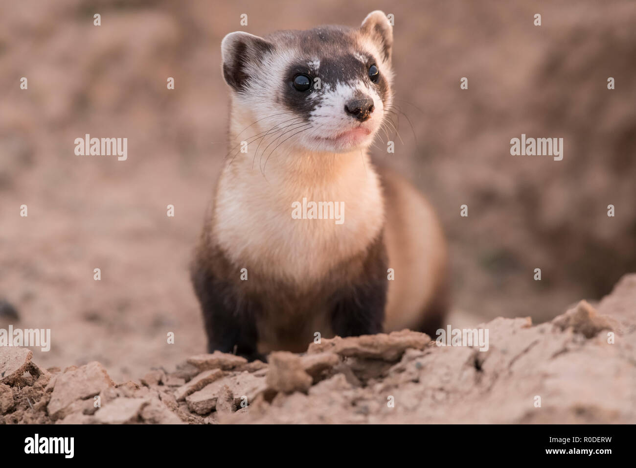 Wild black-footed ferret at a reintroduction site in northeastern Utah ...