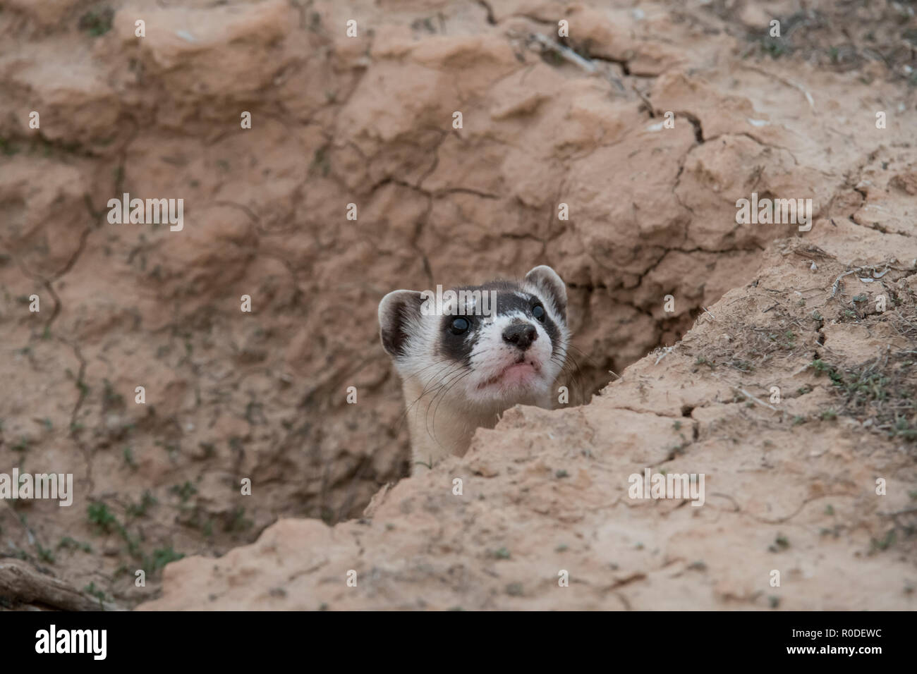 Wild black-footed ferret at a reintroduction site in northeastern Utah ...