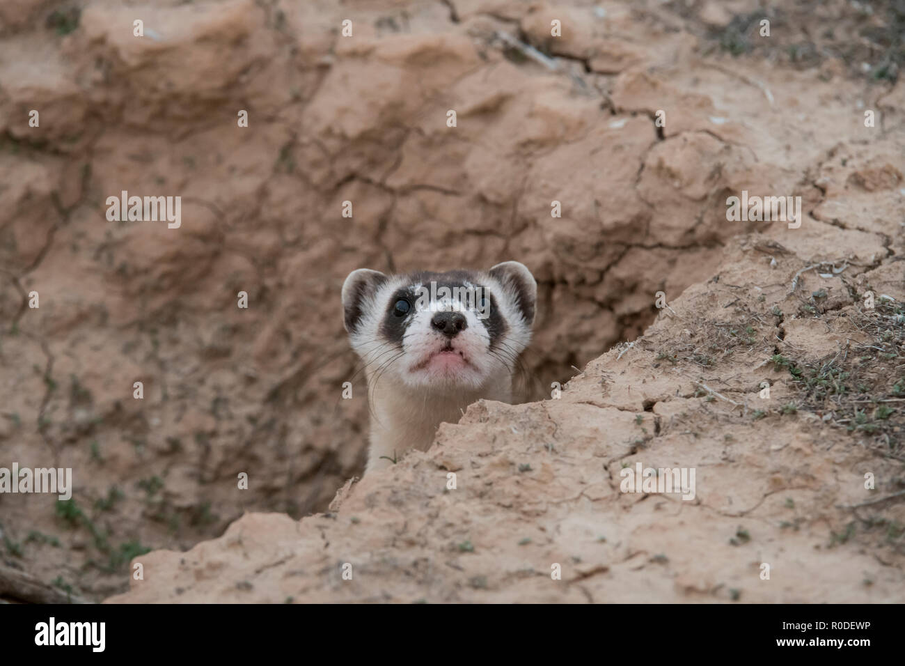 Wild black-footed ferret at a reintroduction site in northeastern Utah ...