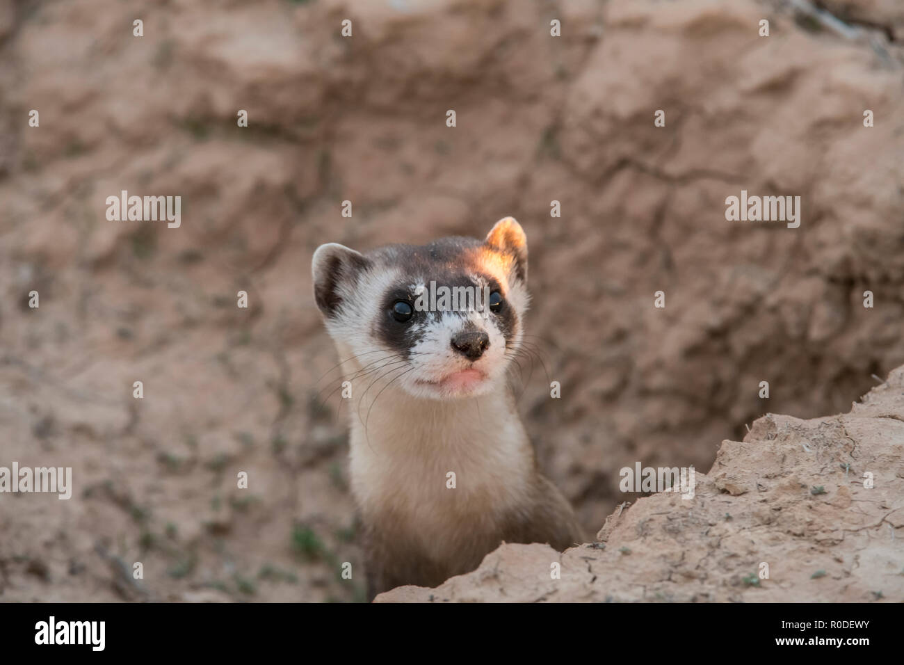 Wild black-footed ferret at a reintroduction site in northeastern Utah ...