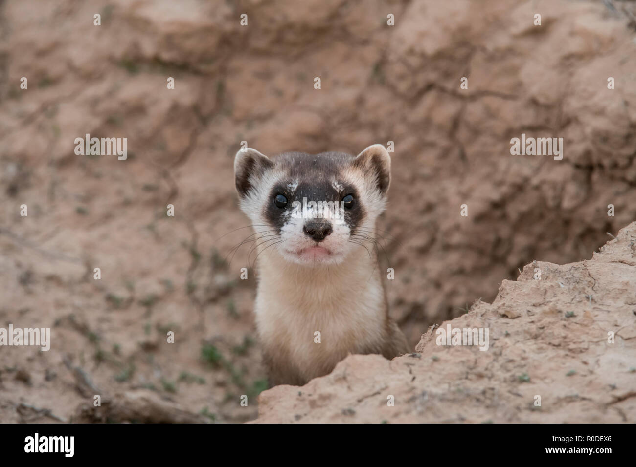 Wild black-footed ferret at a reintroduction site in northeastern Utah ...