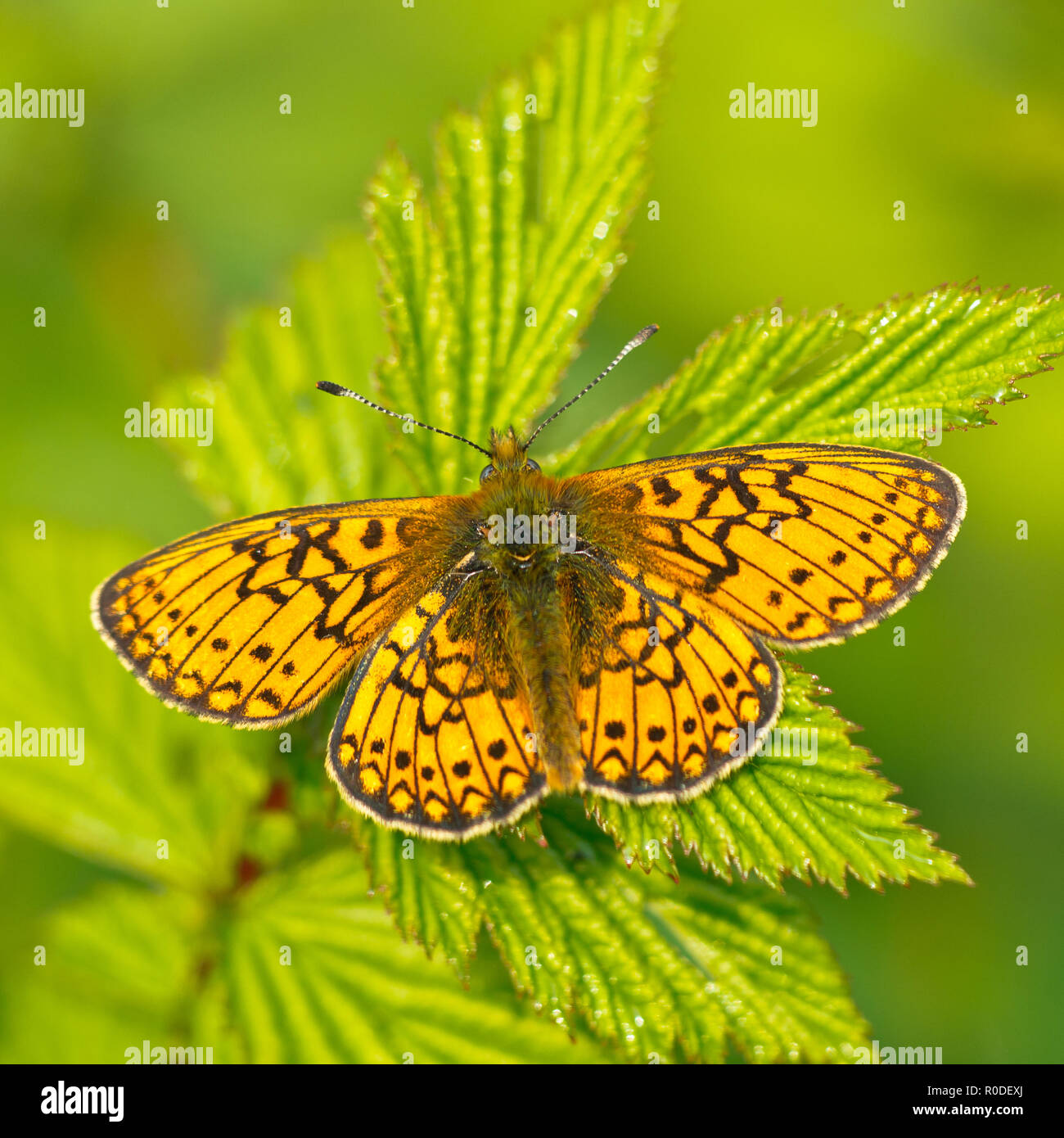 Bog fritillary hi-res stock photography and images - Alamy