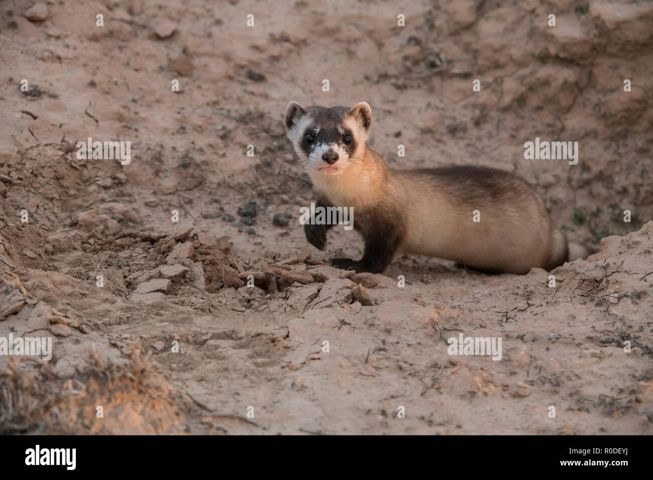 Wild black-footed ferret at a reintroduction site in northeastern Utah ...