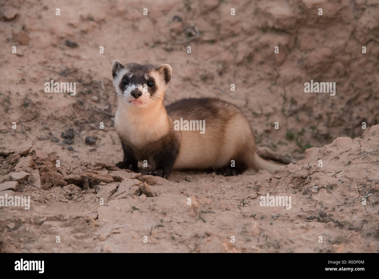 Wild black-footed ferret at a reintroduction site in northeastern Utah ...