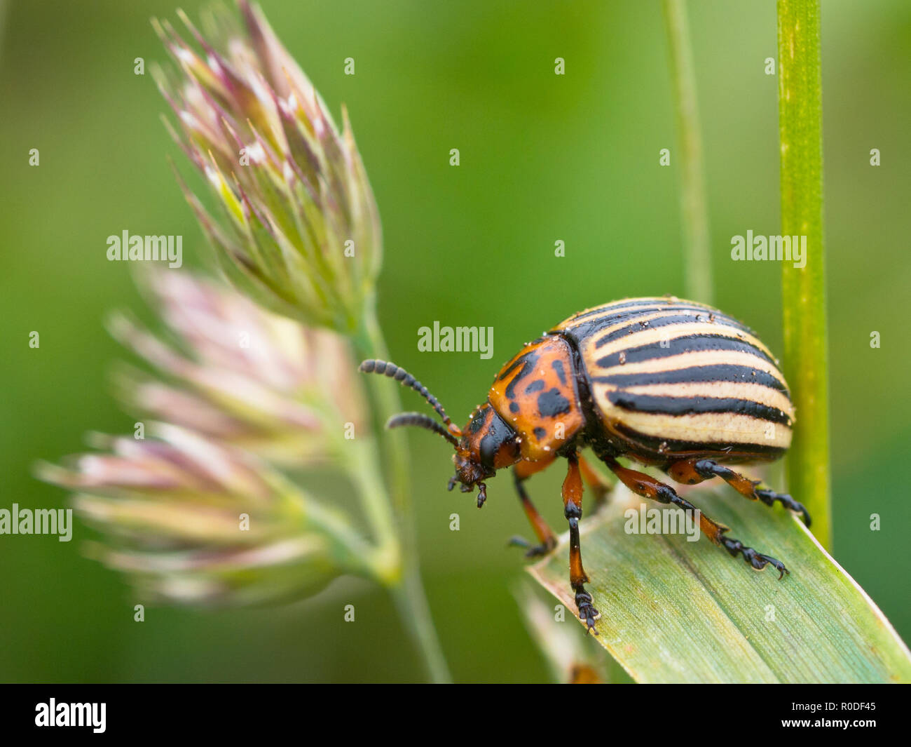 Climbing potato hi-res stock photography and images - Alamy