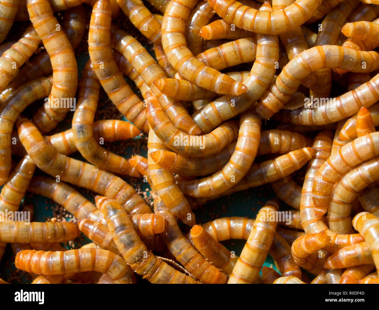 Mealworm close up hi-res stock photography and images - Alamy