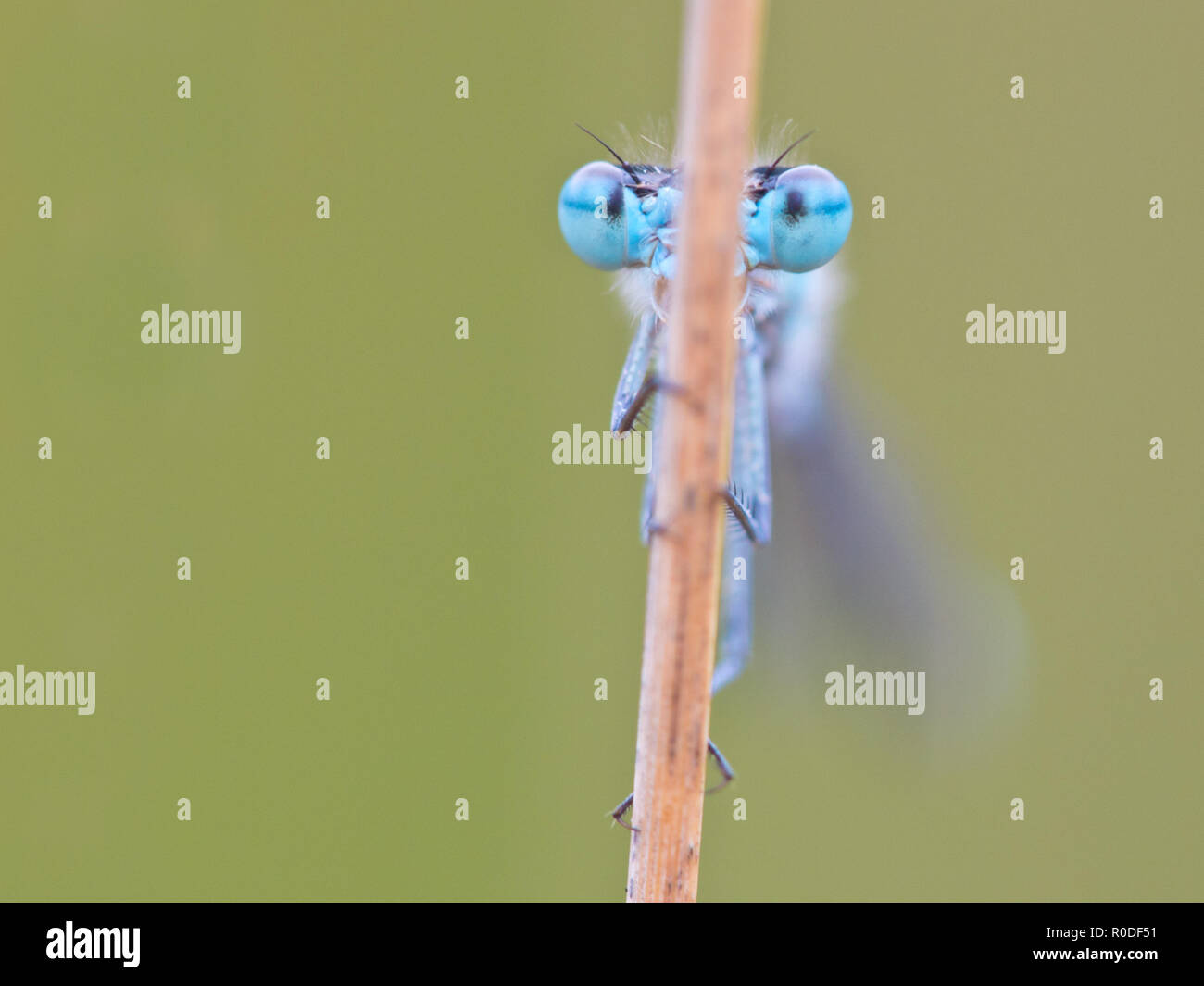 Helicopter insects hi-res stock photography and images - Alamy