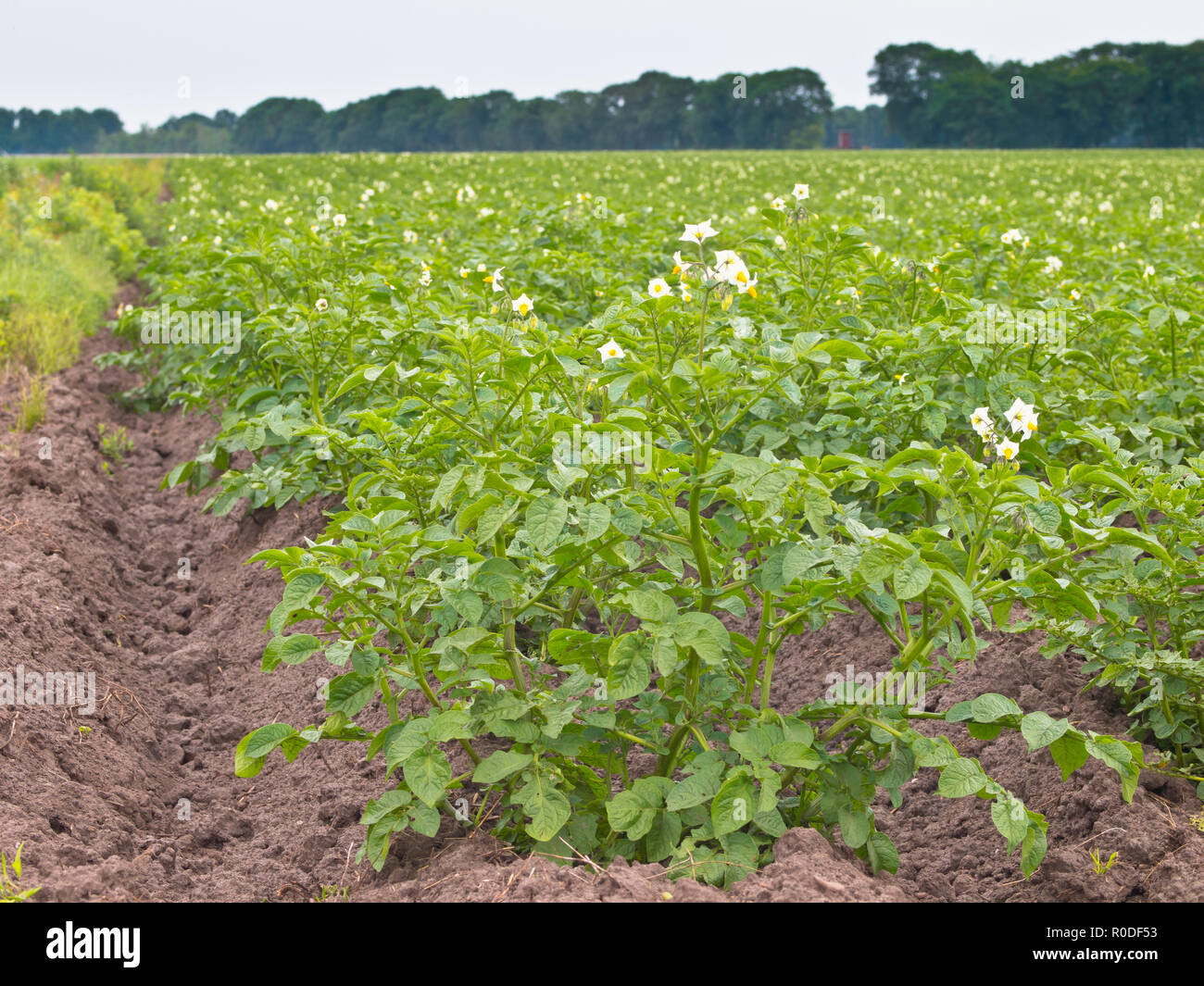Field of potato in bloom Stock Photo - Alamy